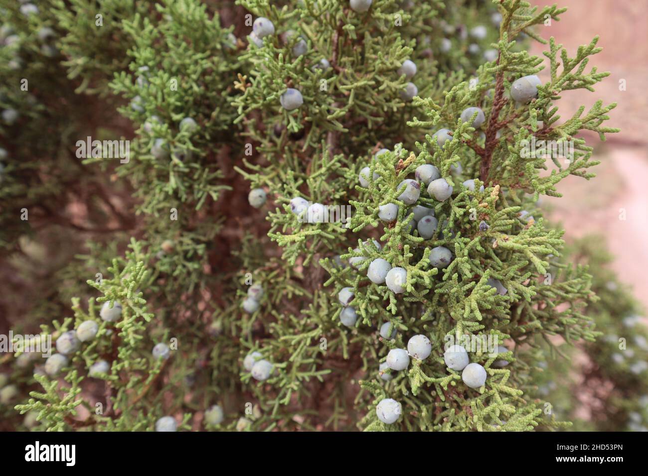 Utau hi-res stock photography and images - Alamy