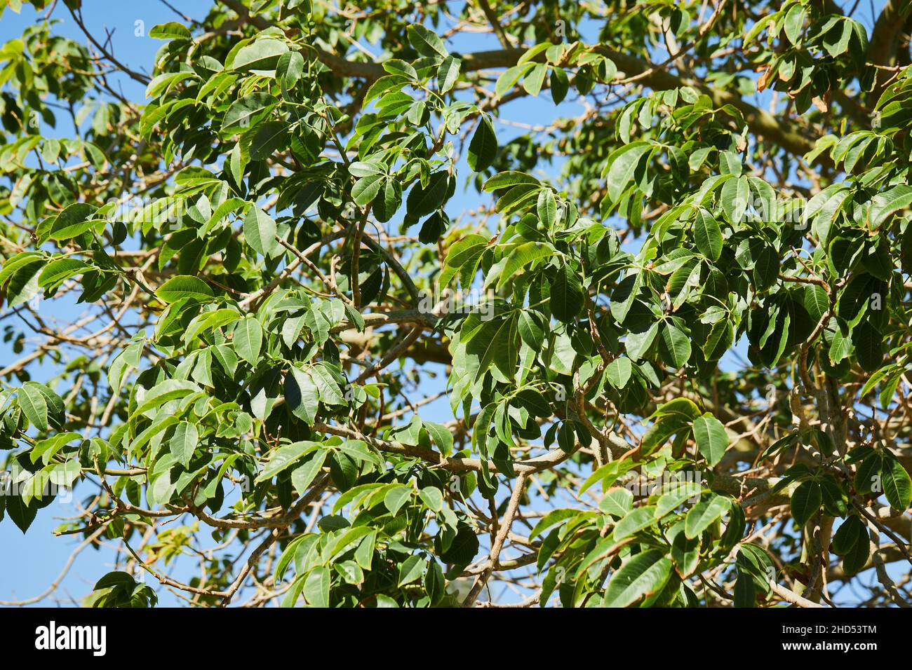 Ceiba speciosa foliage and fruit. Chorisia Speciosa silk floss tree ...