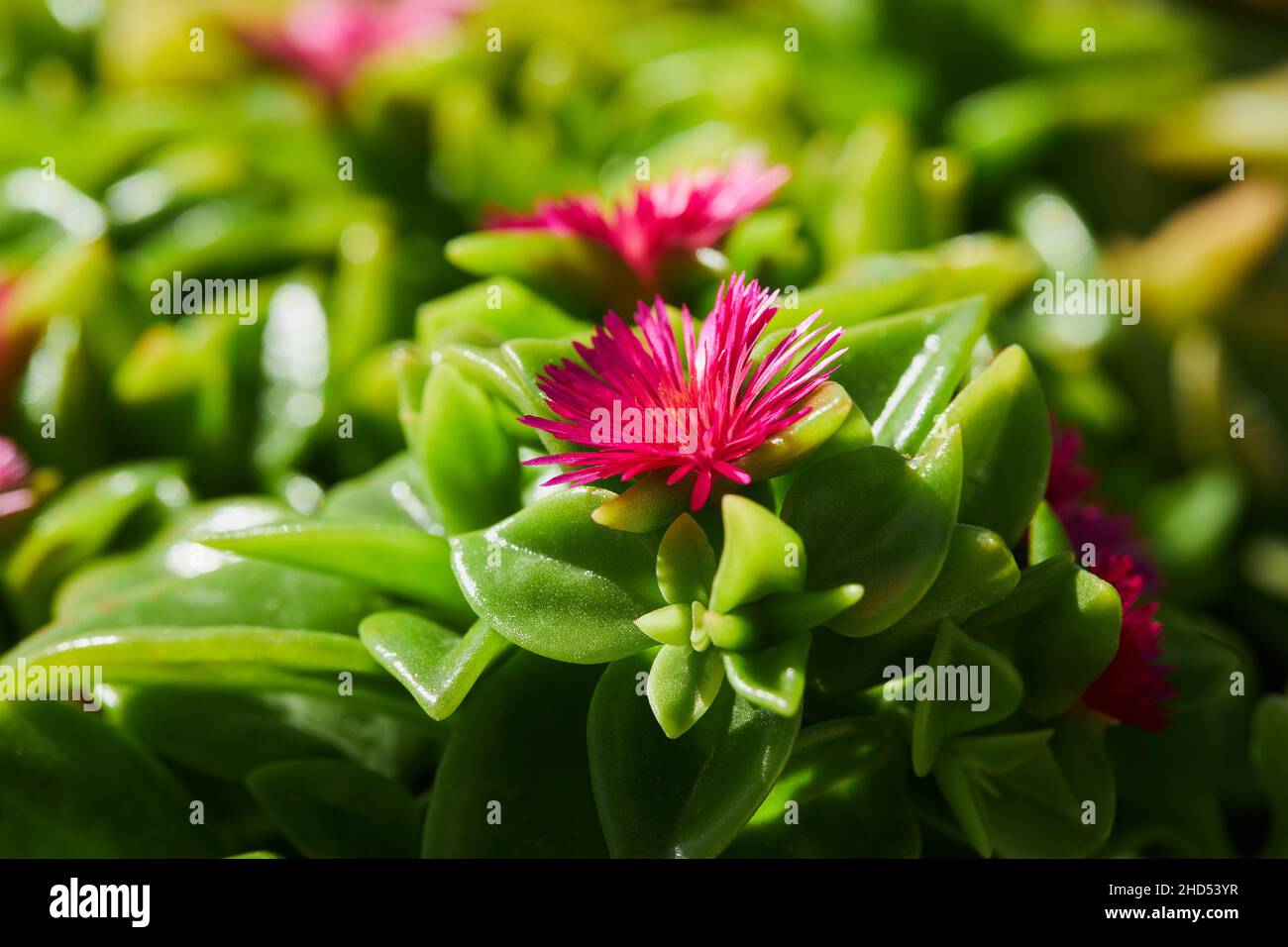 Carpobrotus Chilensis or Carpobrotus edulis flower close up. It is also ...