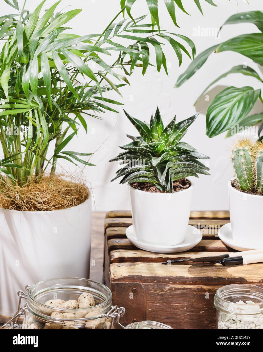 Home plants growing. Eco friendly composition with potted house plants ...