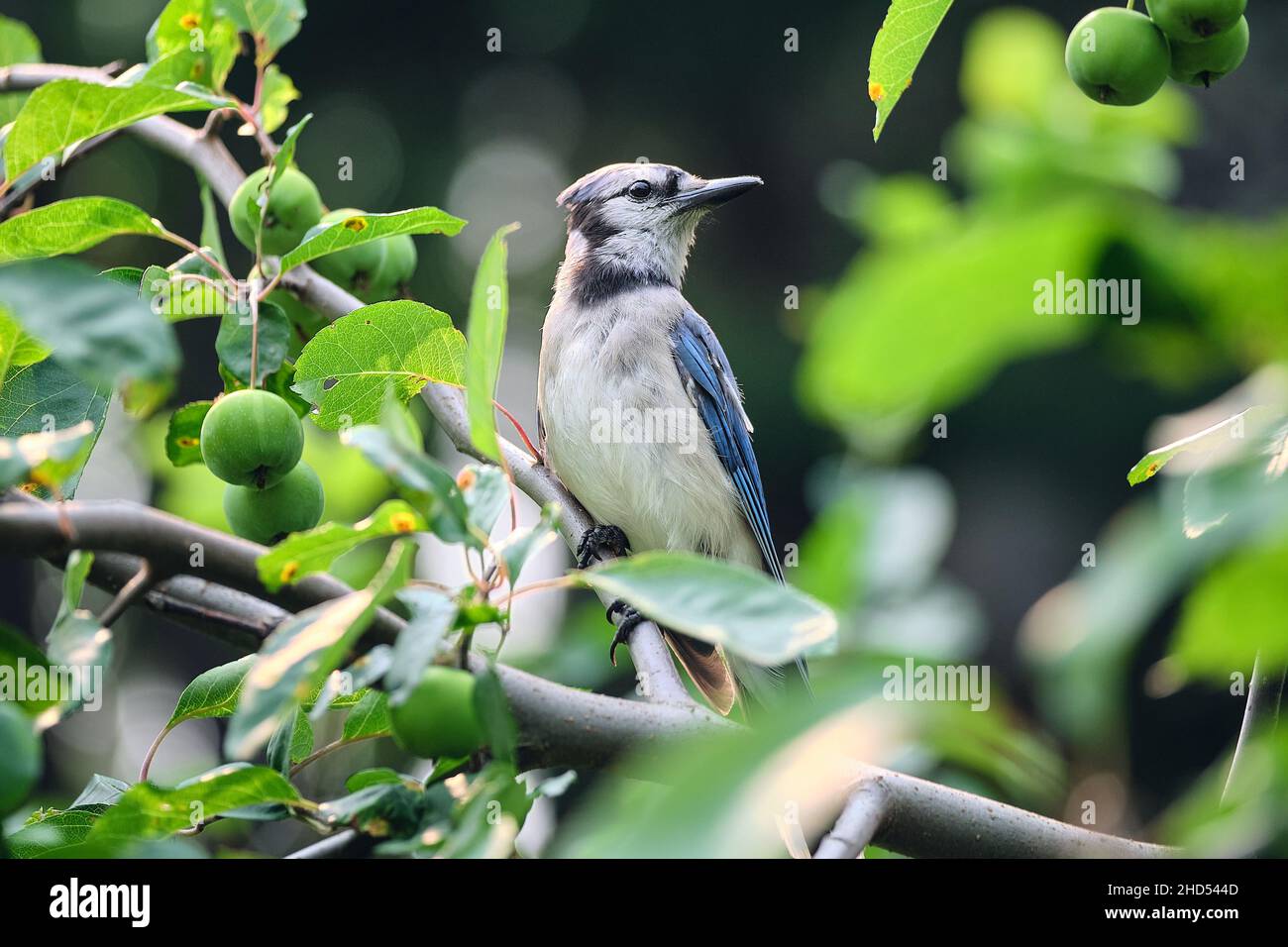 Blue Jay Perched On Branch in Arboretum in Boston Stock Photo - Alamy