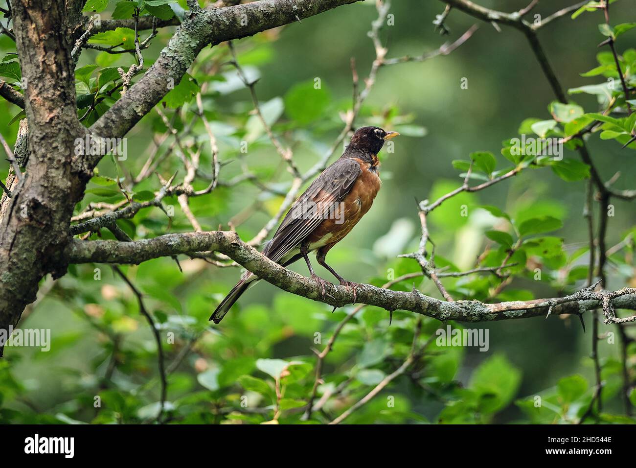 Robin Perched On Branch in Arboretum in Boston Stock Photo - Alamy