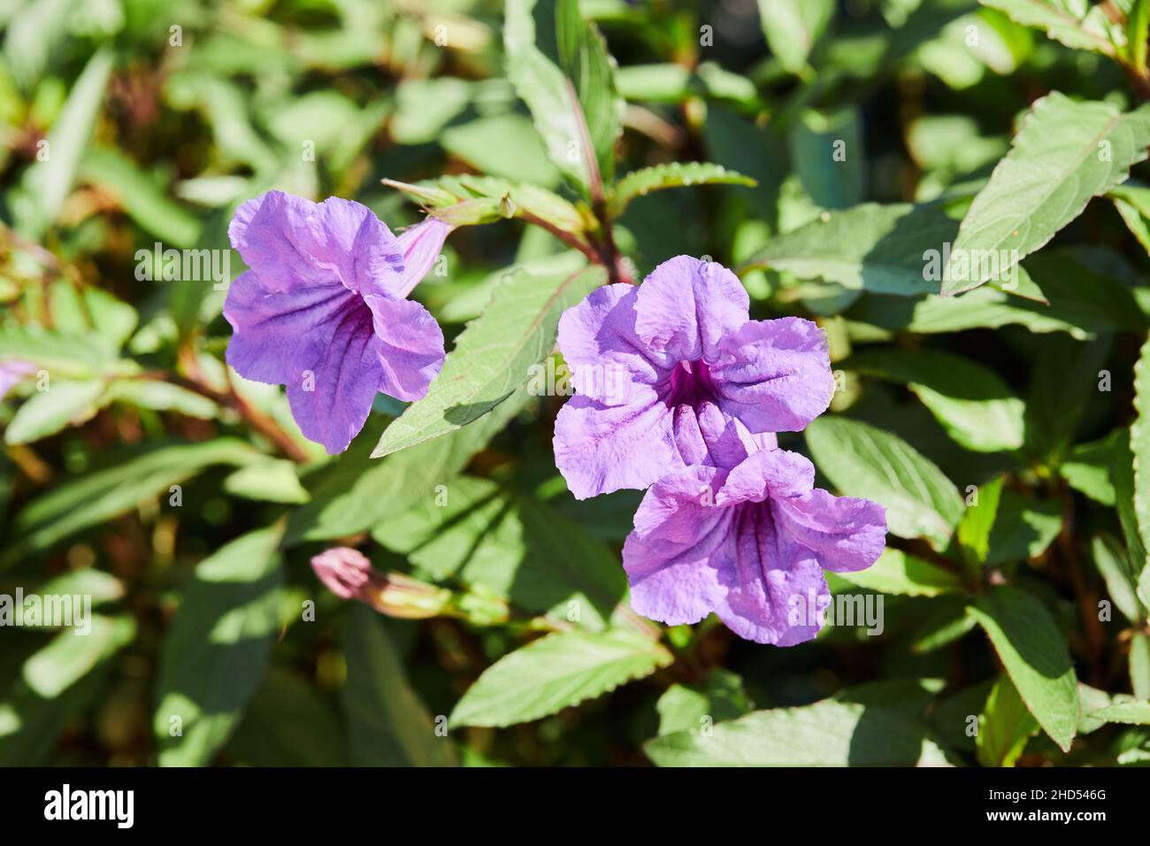 Ruellia simplex. Ruellia tuberosa, also known as minnieroot, fever root, snapdragon root and ...