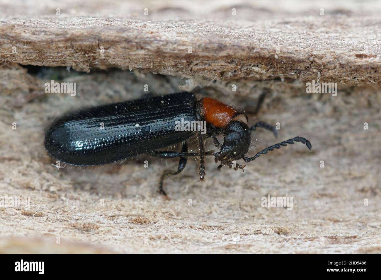 Cleridae checkered beetle beetles hi-res stock photography and images ...