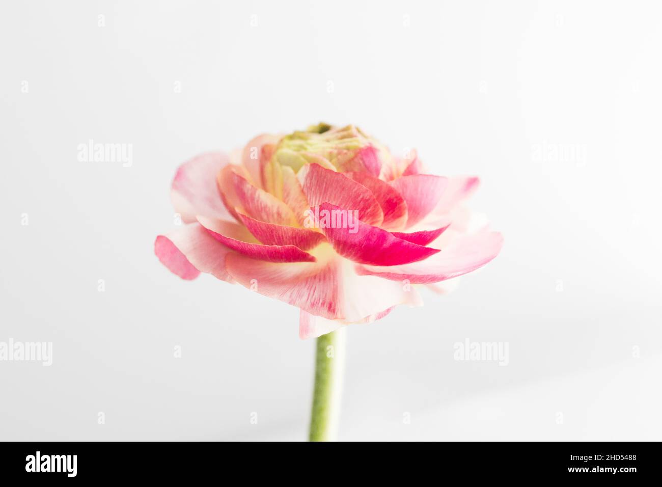 Deep Pink ranunculus with white background Stock Photo - Alamy