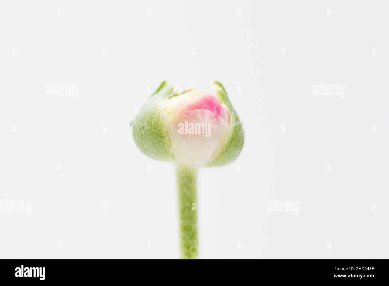Pink and white ranunculus bud with white background Stock Photo - Alamy