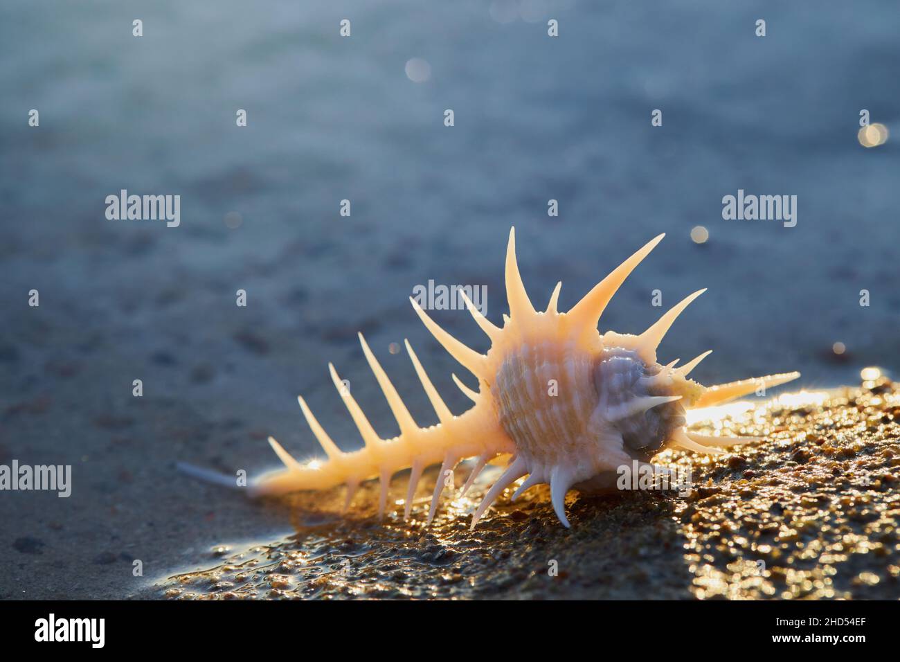 The Venus comb murex (Murex pecten) on a natural sea background with ...