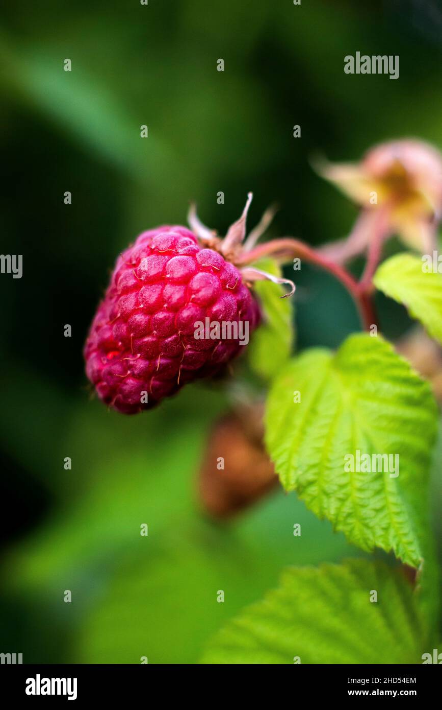 Red raspberry on the vine Stock Photo - Alamy