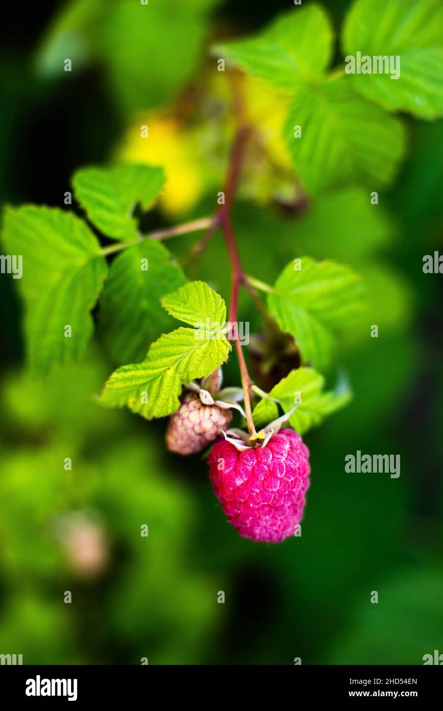 Red raspberry on the vine Stock Photo - Alamy