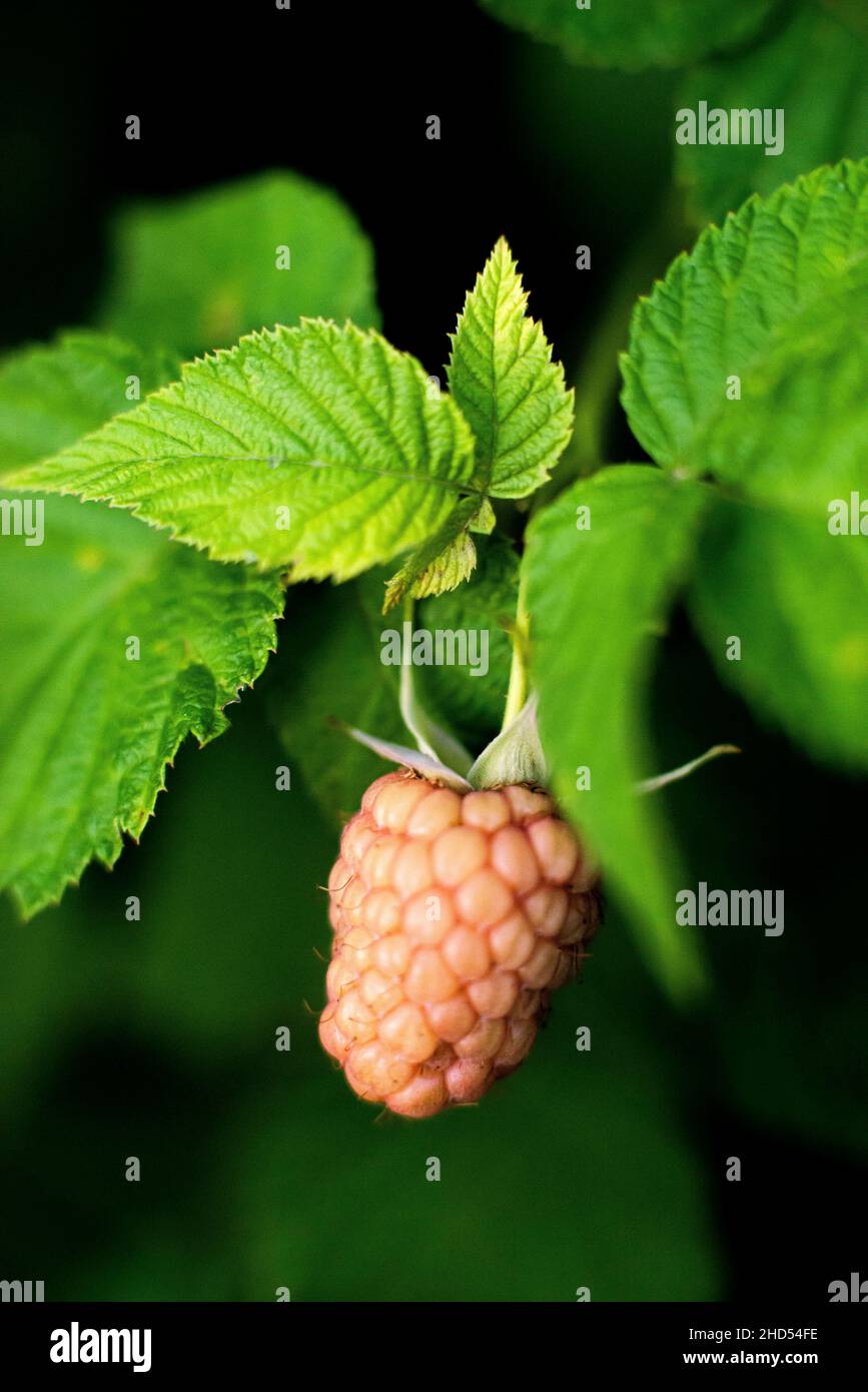 Red raspberry on the vine Stock Photo - Alamy