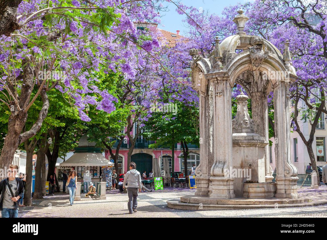 Jacaranda lisbon hi-res stock photography and images - Alamy