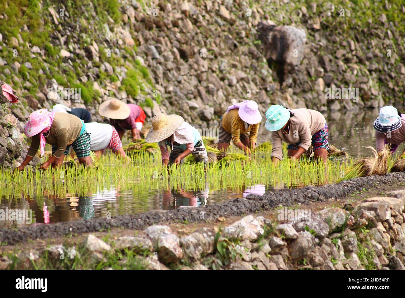 Indigenous people in the village of Tinglayan planting rice by hand ...