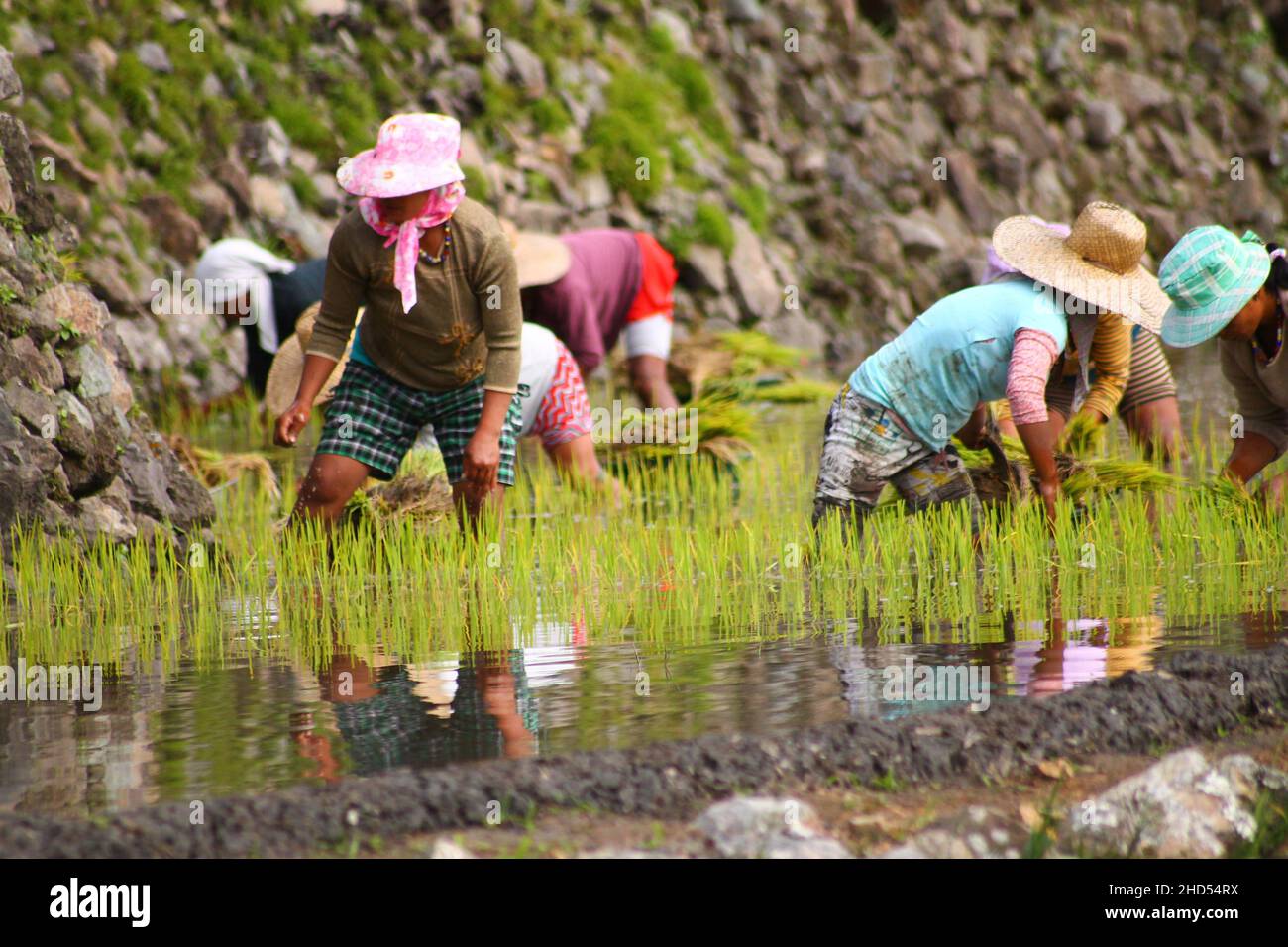People in the village of Tinglayan planting rice by hand Stock Photo ...