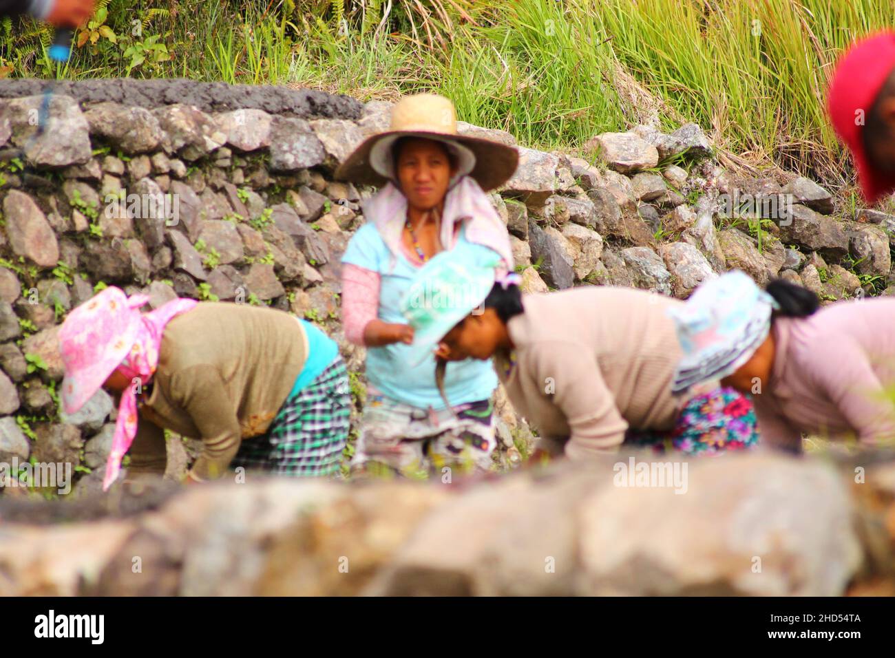 Indigenous people in the village of Tinglayan planting rice by hand ...