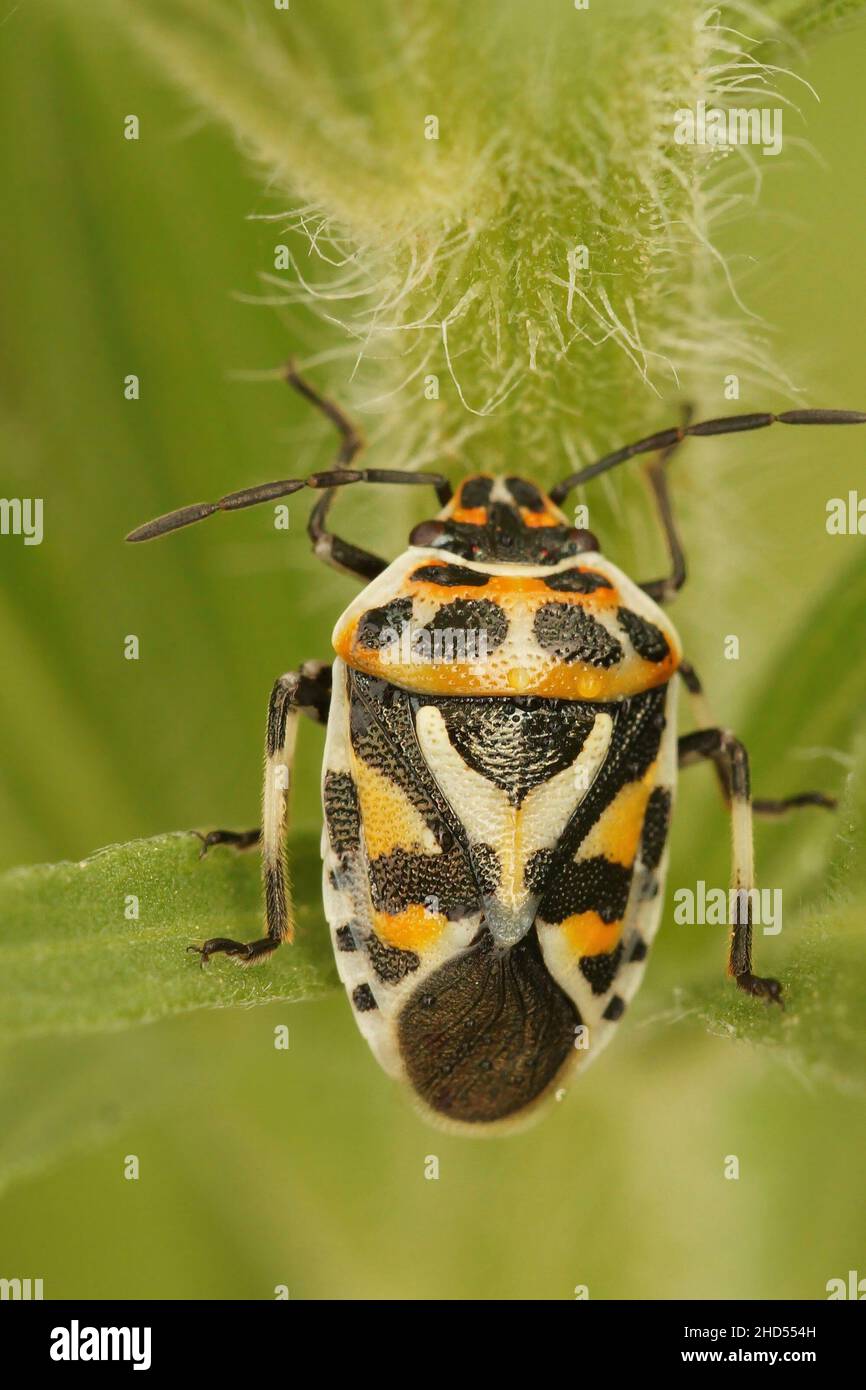 Closeup of the colorful shield bug, Eurydema ornata in green leafs ...