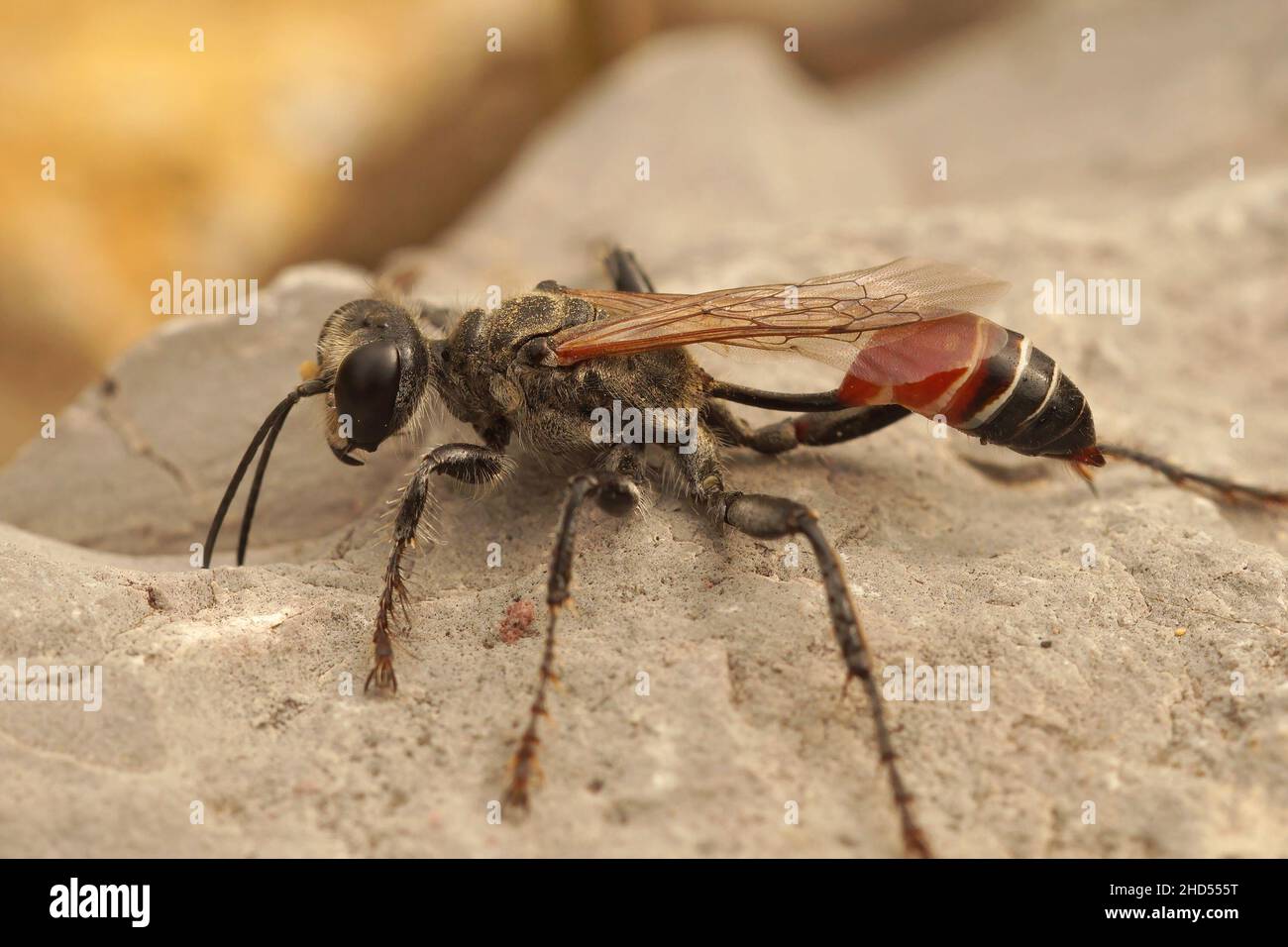 Closeup the grasshopper killing wasp Prionyx kirbii Gard, France Stock ...