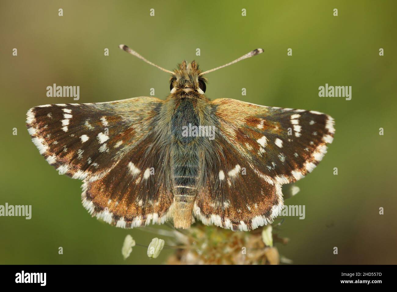 Red underwing skipper butterfly hi-res stock photography and images - Alamy