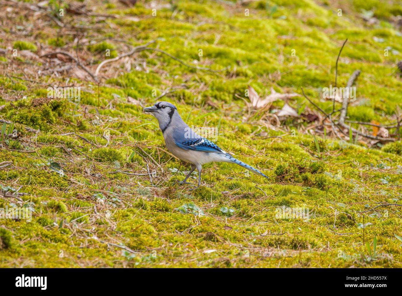 Hopping in grass hopping on ground hi-res stock photography and images ...