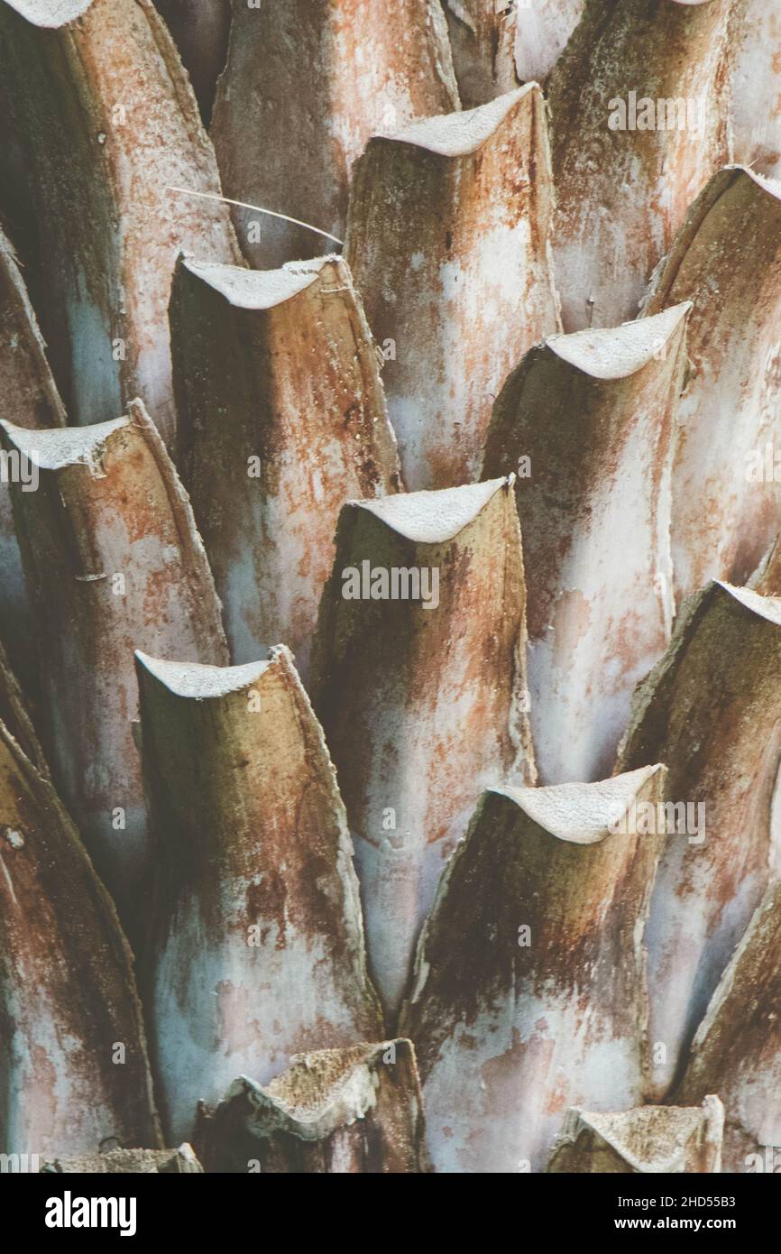 Coconut palm tree trunk texture hi-res stock photography and images - Alamy