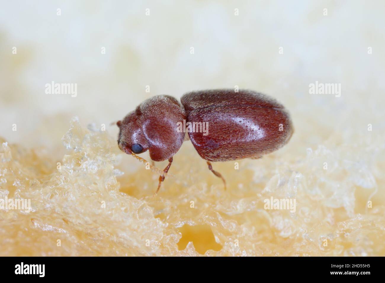 Lasioderma serricorne commonly known as the cigarette beetle, cigar ...