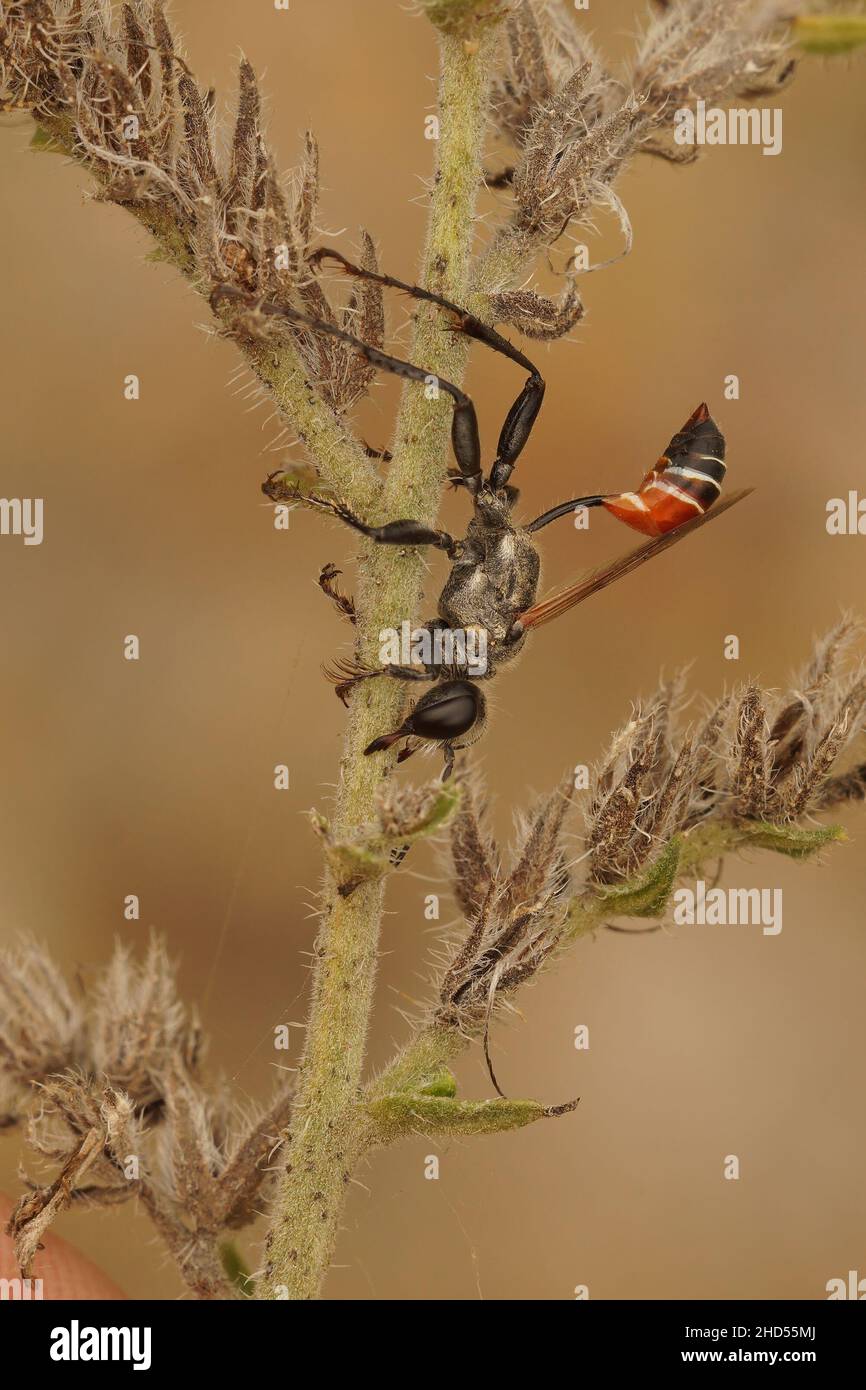 The grasshopper killing sleeping wasp Prionyx kirbii while sleeping ...