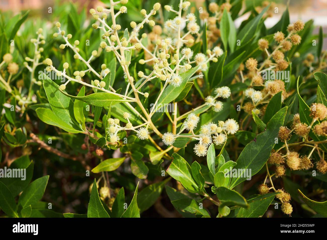 Acacia dealbata o retinodes, Silver Acacia, is a perennial species ...