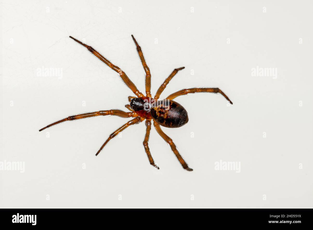 Common House Spider isolated on a white background Stock Photo - Alamy