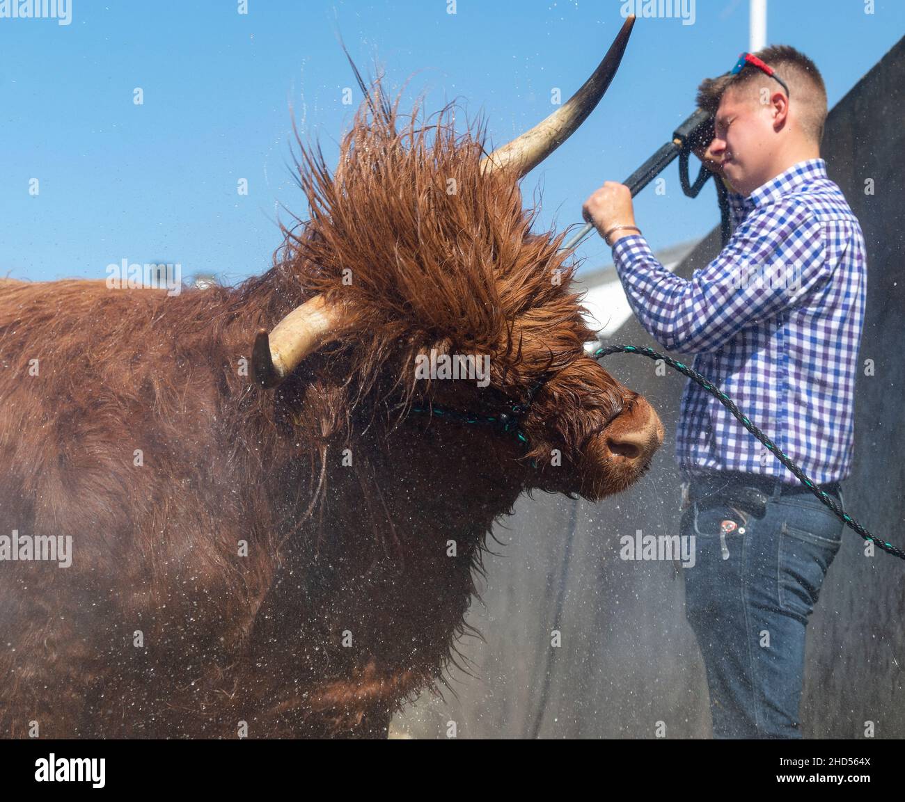 Farmer washing down a Highland Cow after showing at the Great Yorkshire ...