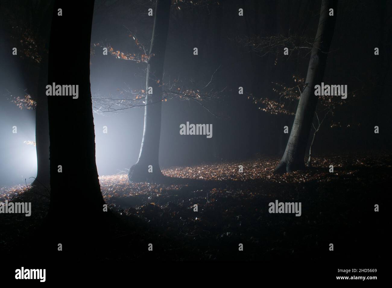 Scary forest big trees hi-res stock photography and images - Alamy