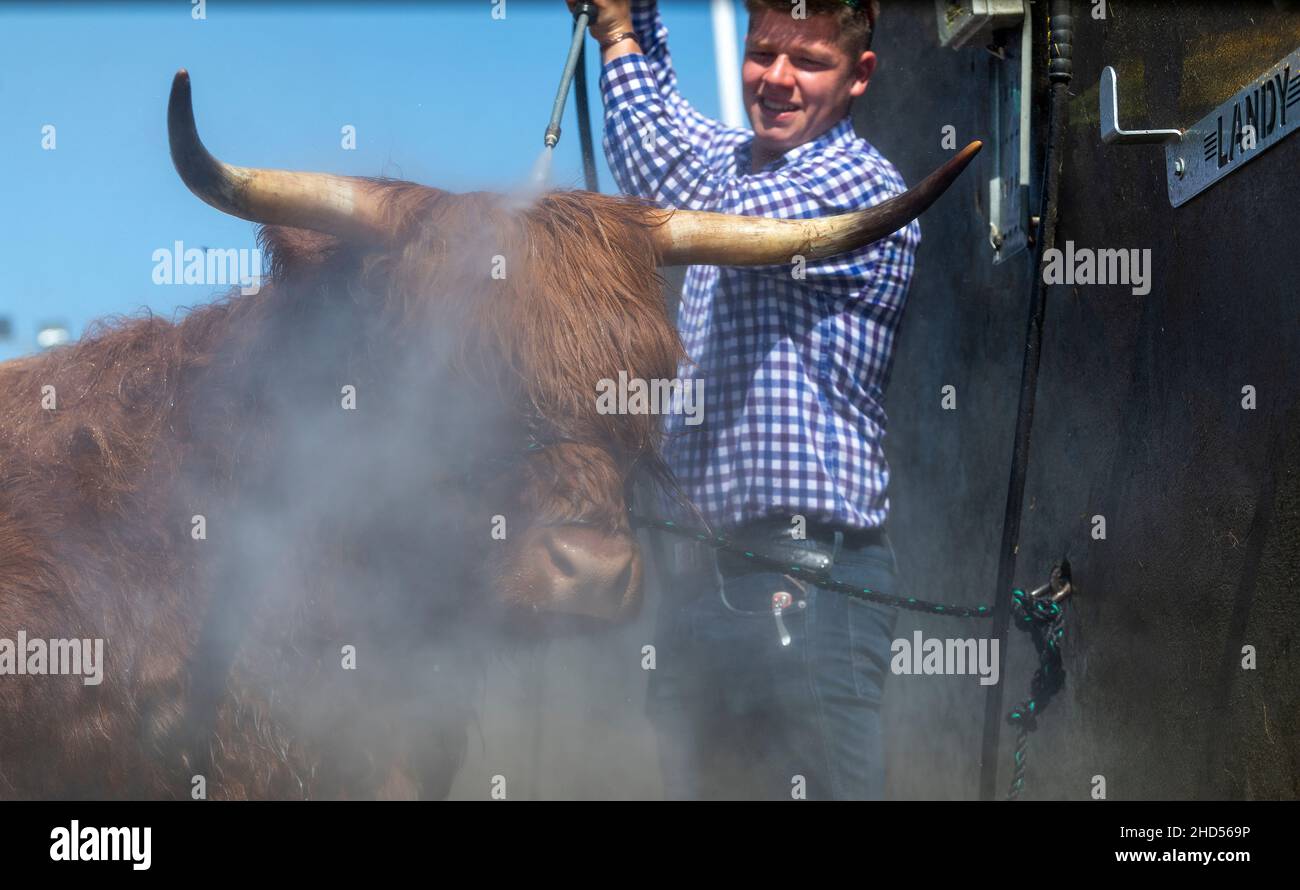 Cow washer hi-res stock photography and images - Alamy