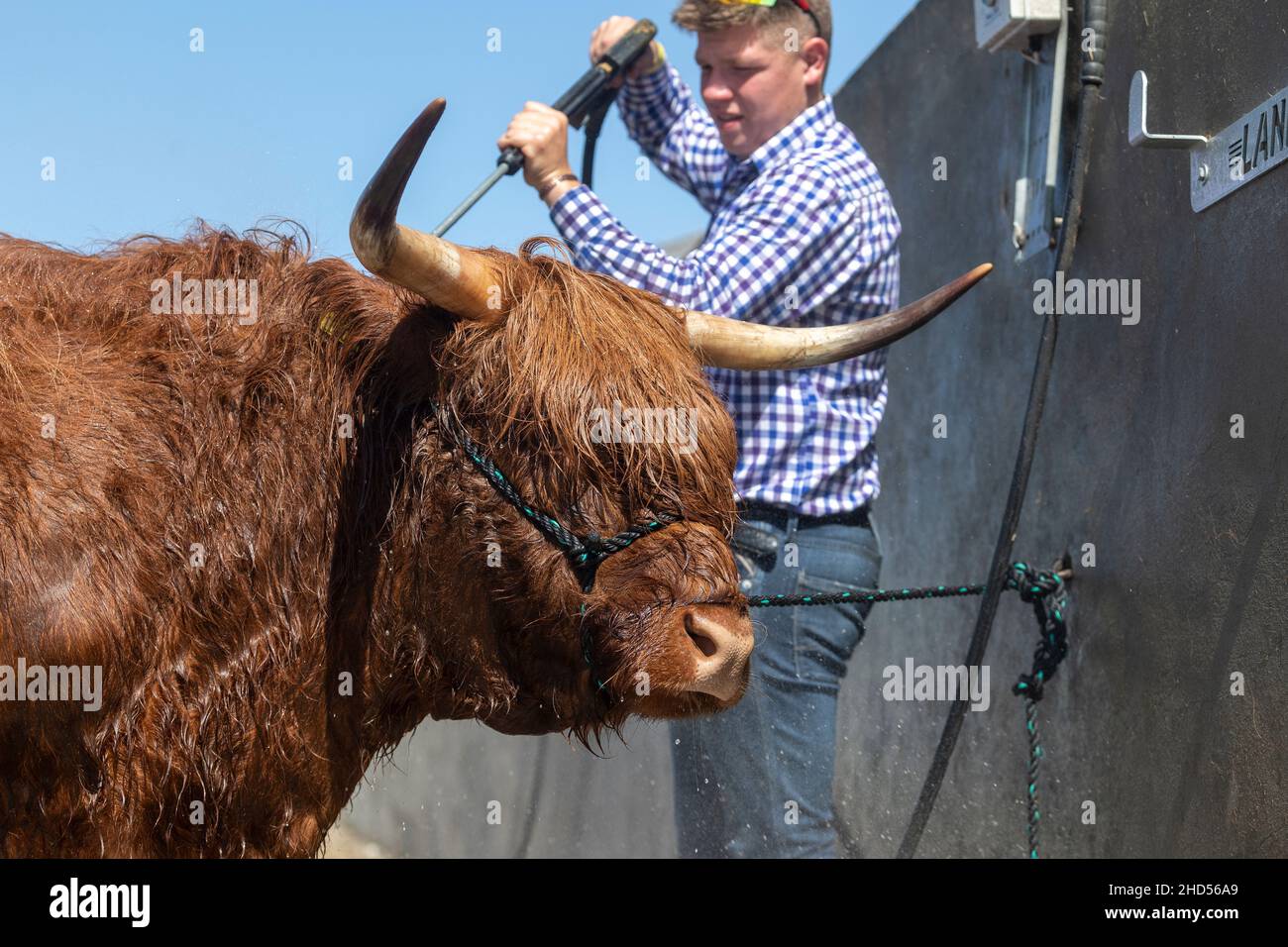 Farmer washing down a Highland Cow after showing at the Great Yorkshire ...
