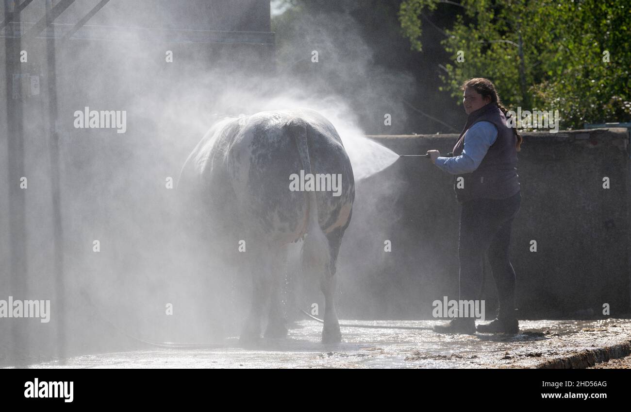 Farmer washing beef cattle down after showing in the heat at the Great ...