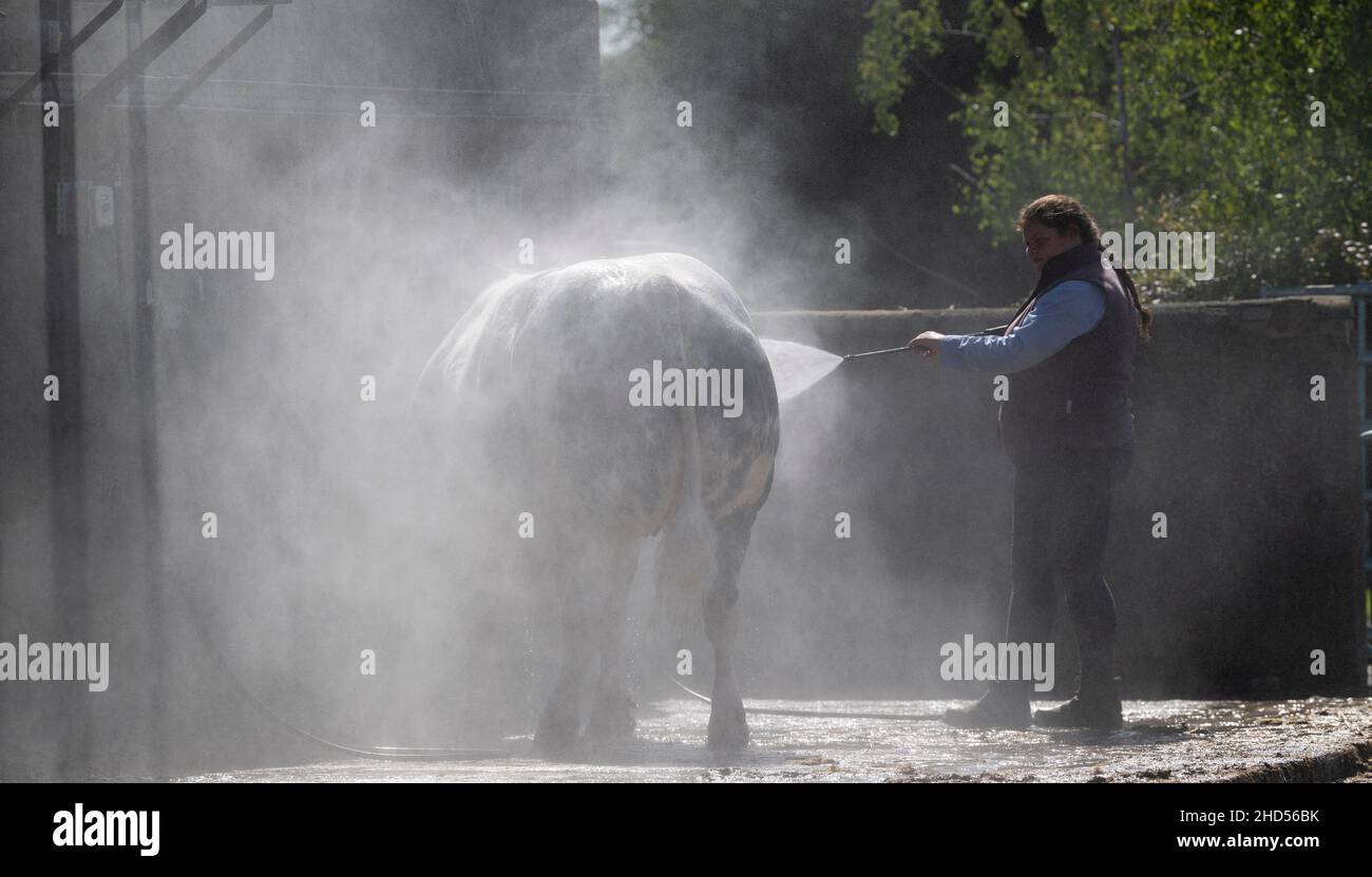 Farmer washing beef cattle down after showing in the heat at the Great ...