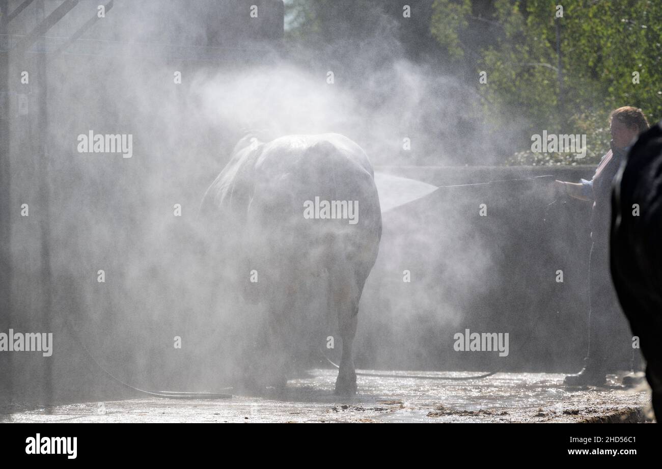 Farmer washing beef cattle down after showing in the heat at the Great ...