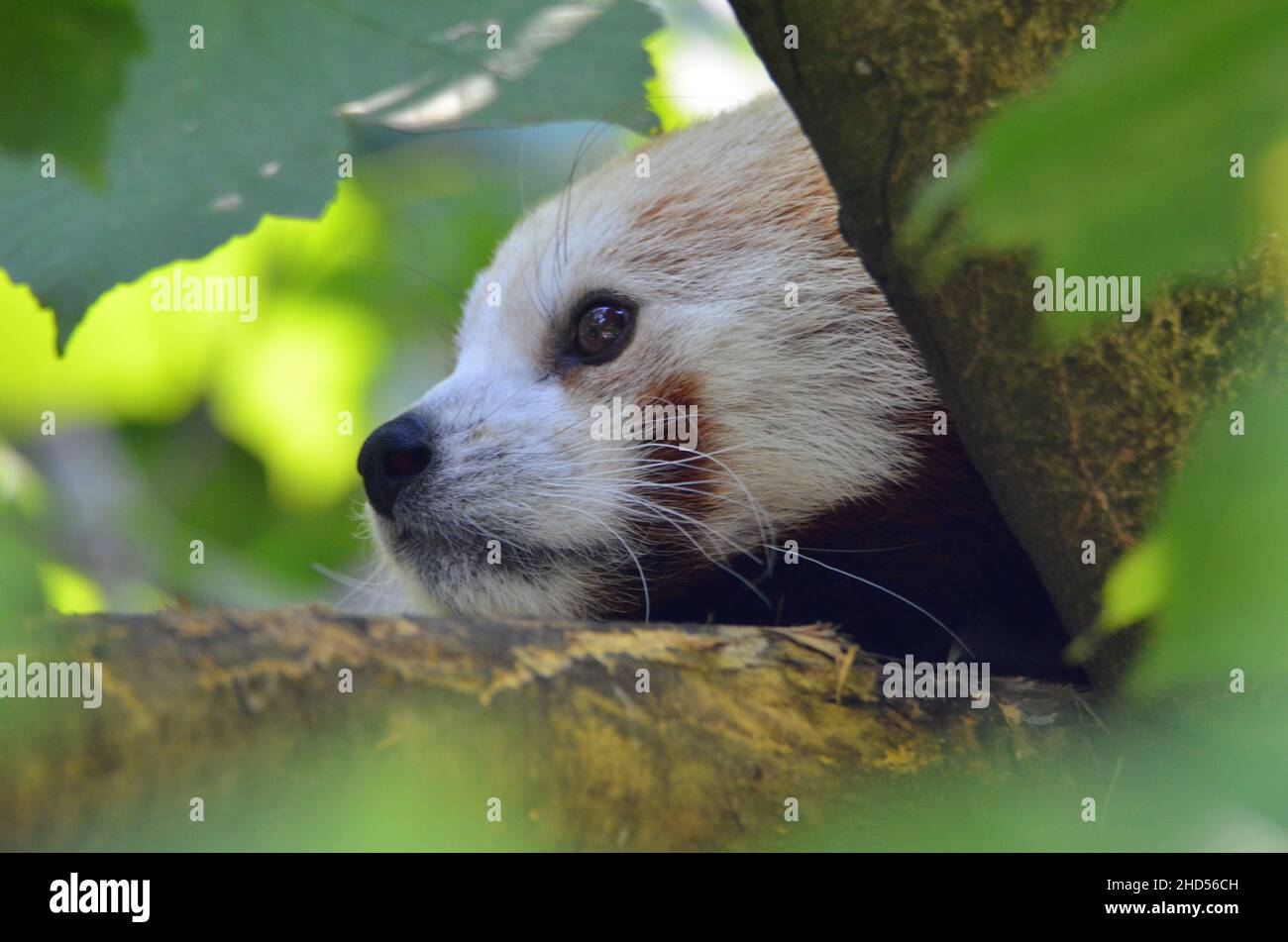 Red Panda is hiding in a tree Stock Photo - Alamy