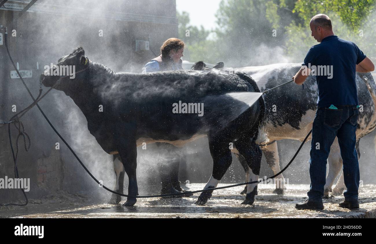 Farmer washing beef cattle down after showing in the heat at the Great ...