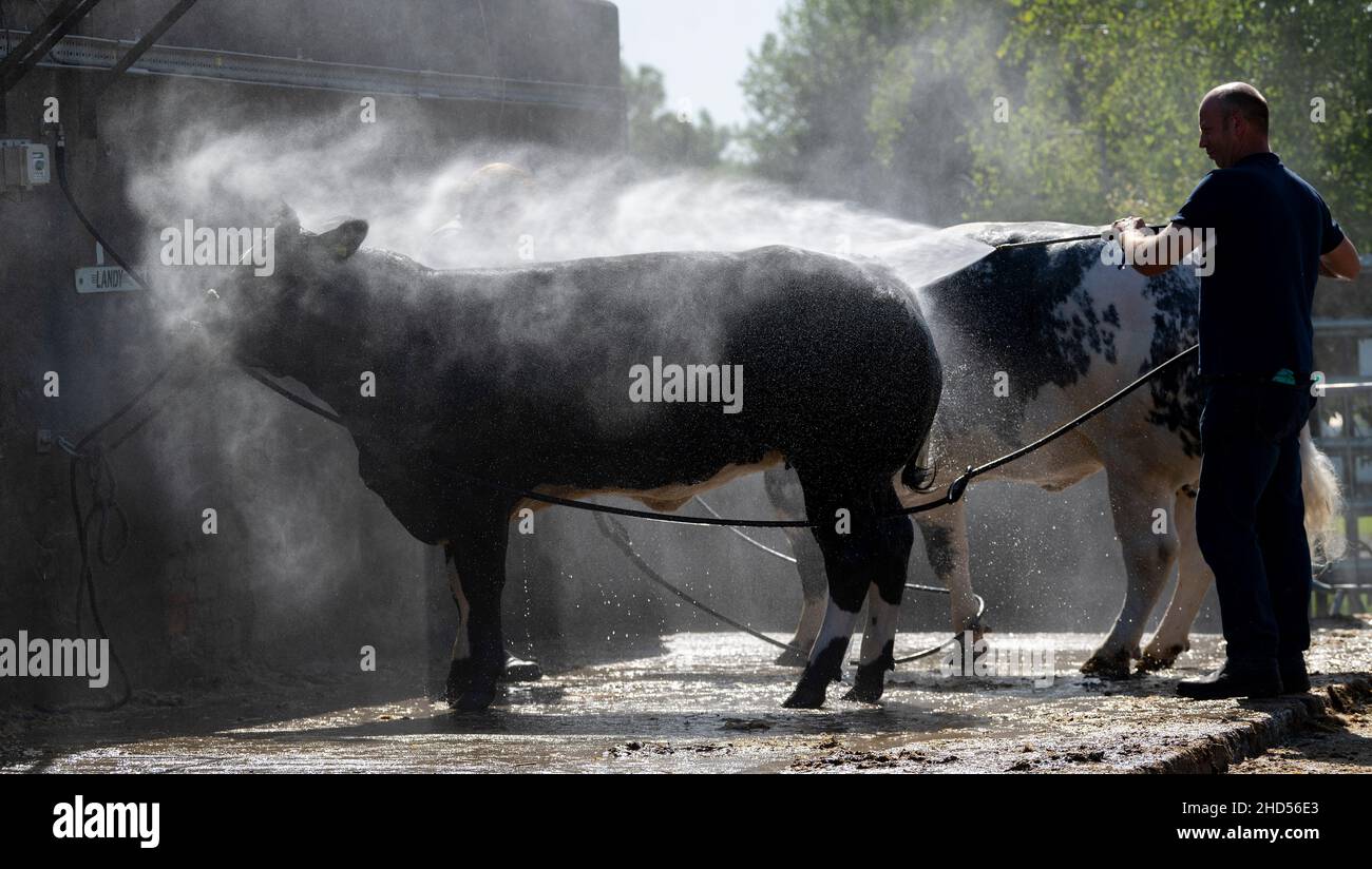 Farmer washing beef cattle down after showing in the heat at the Great ...