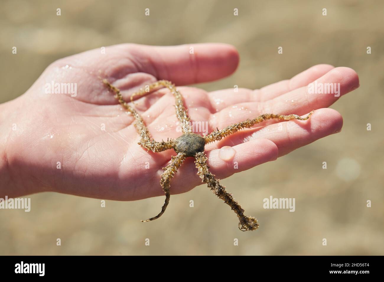 The Brittle star is on the palm. Ophiuroids are echinoderms in the ...