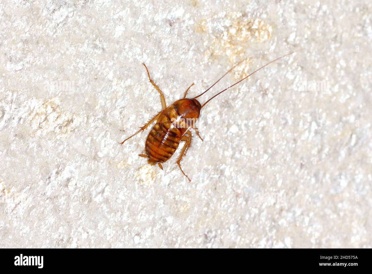Larva of American cockroach (Periplaneta americana) the largest common ...