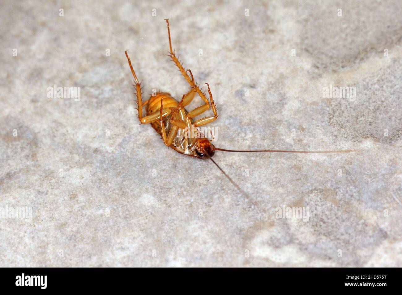American cockroach (Periplaneta americana) the largest common cockroach ...