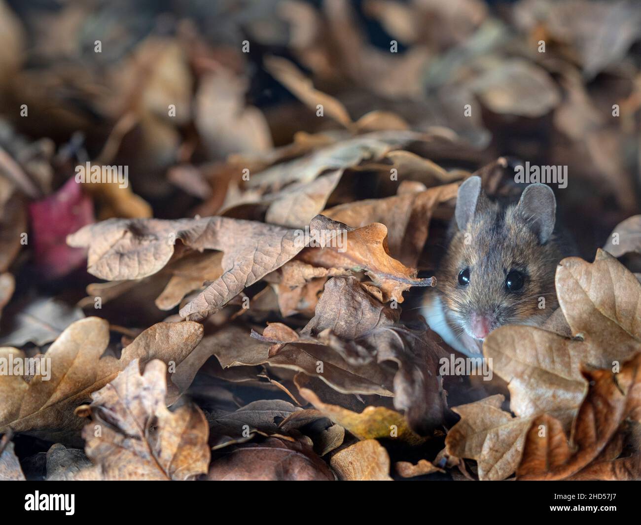 Wood Mouse Apodemus sylvaticus Stock Photo - Alamy