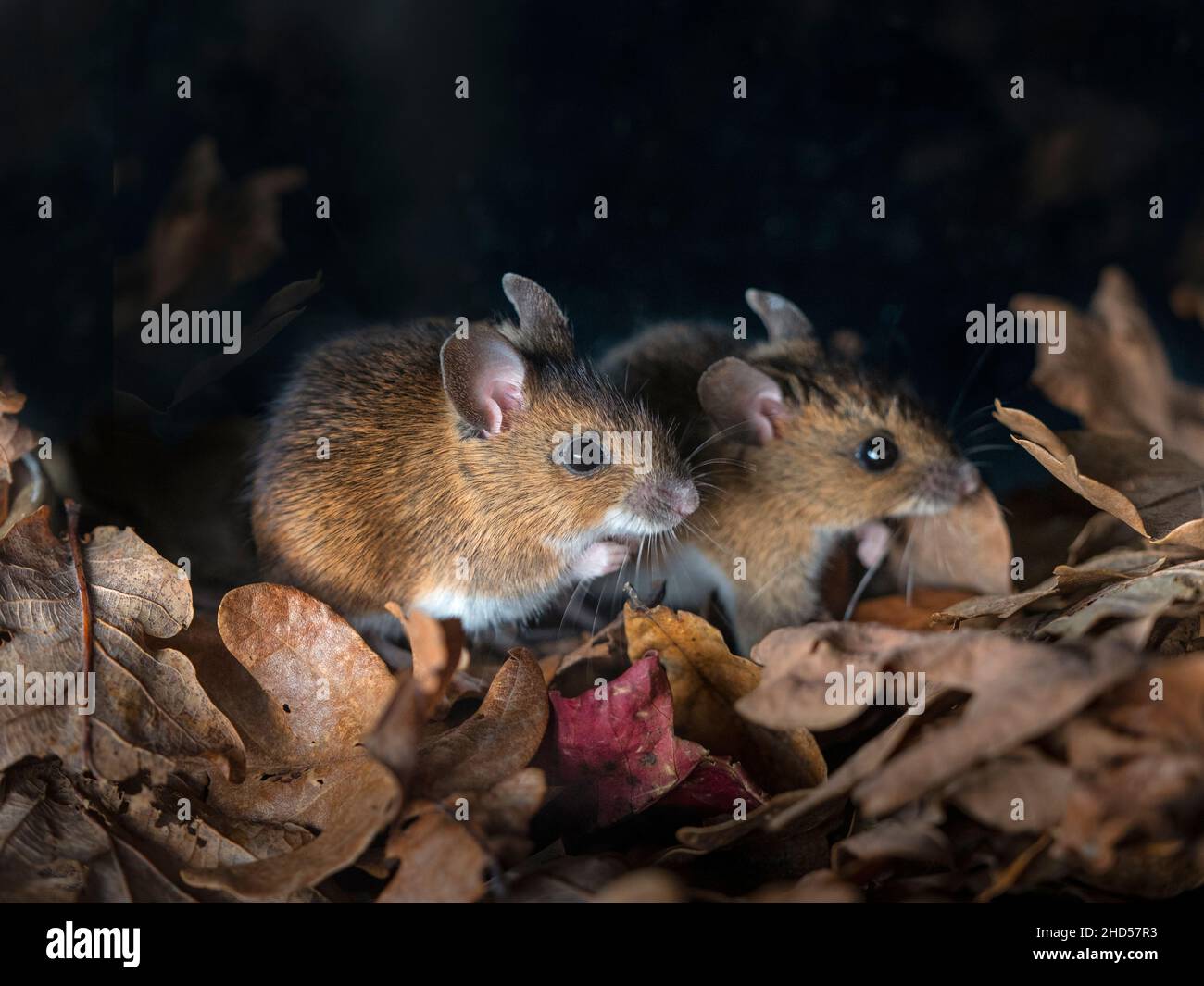 White mouse looking at camera hi-res stock photography and images - Alamy