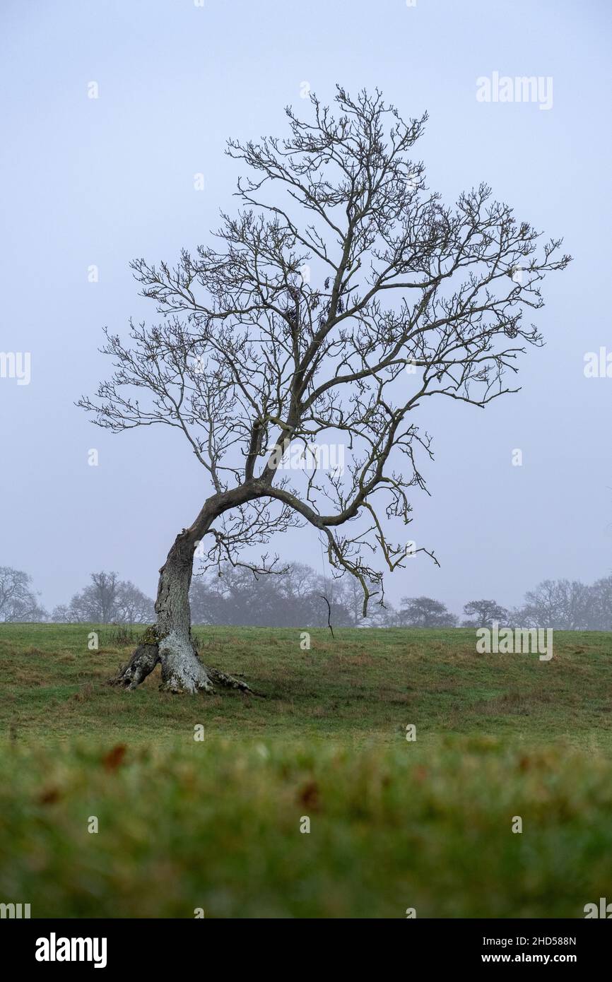 Uk ancient twisted tree hi-res stock photography and images - Alamy
