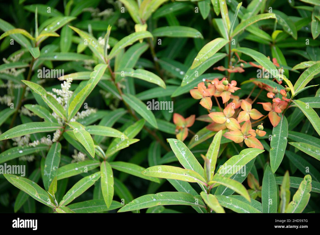 Green and red leaves of spurge and Goatsbeard plant Stock Photo - Alamy