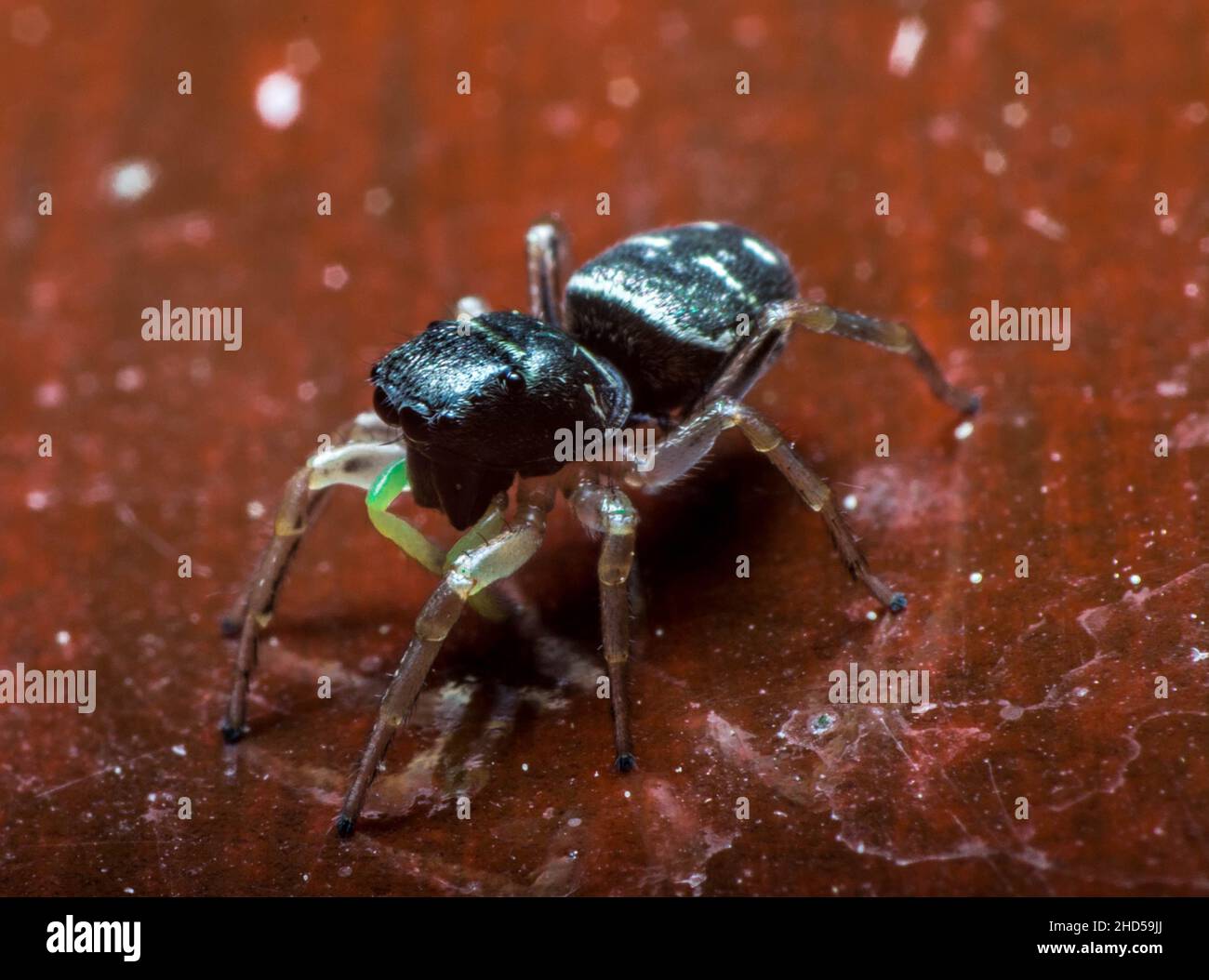 Clack color hi-res stock photography and images - Alamy