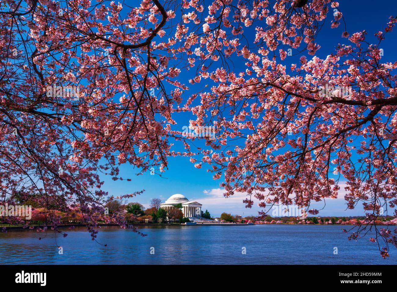 Cherry Blossoms and the Thomas Jefferson Memorial, Washington, DC USA ...