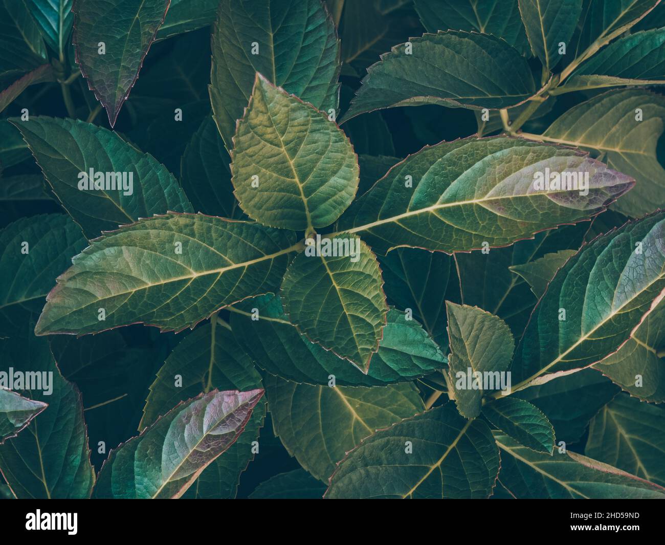 Dark green foliage close-up. Emerald leaves texture. A versatile ...