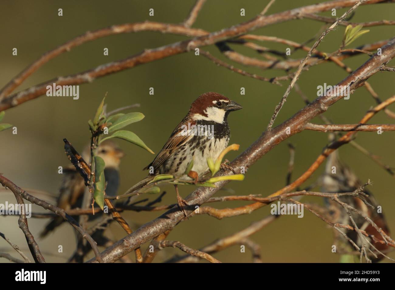 Spanish sparrow within shrubs from where they land on the ground and ...
