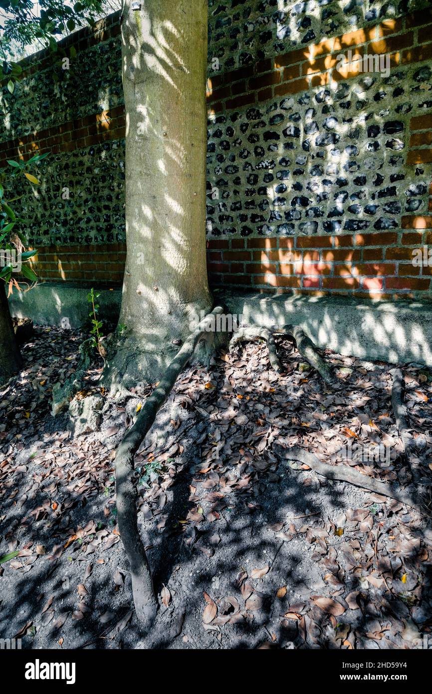 Tree root out of soil. Taken in southover grange garden in Lewes Stock ...