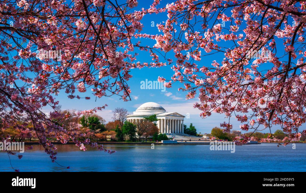 Cherry Blossoms and the Thomas Jefferson Memorial, Washington, DC USA ...
